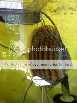 TankZen 180 Gallon High Tech Discus Tank - SimplyDiscus