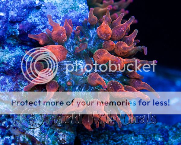 Inferno Bubble Tip Anemone FOR SALE! | Reef2Reef