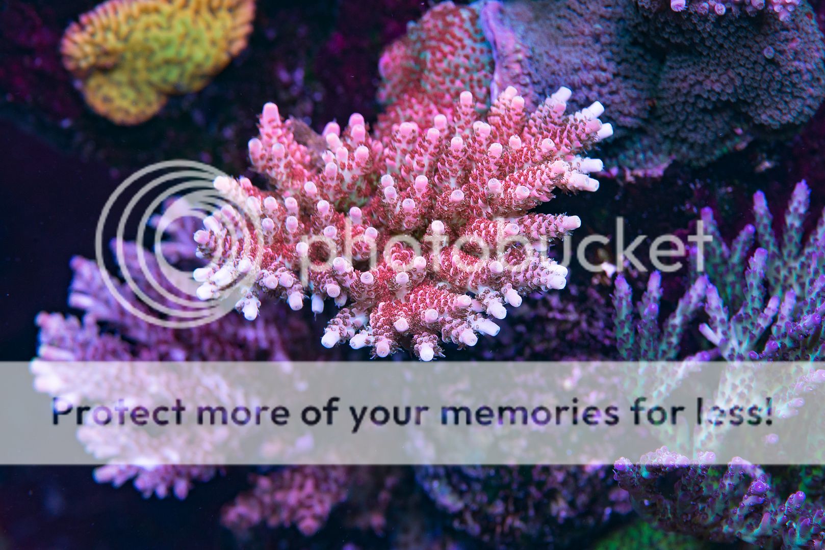 New Release WWC 500 Degree Acro!!! | Reef2Reef